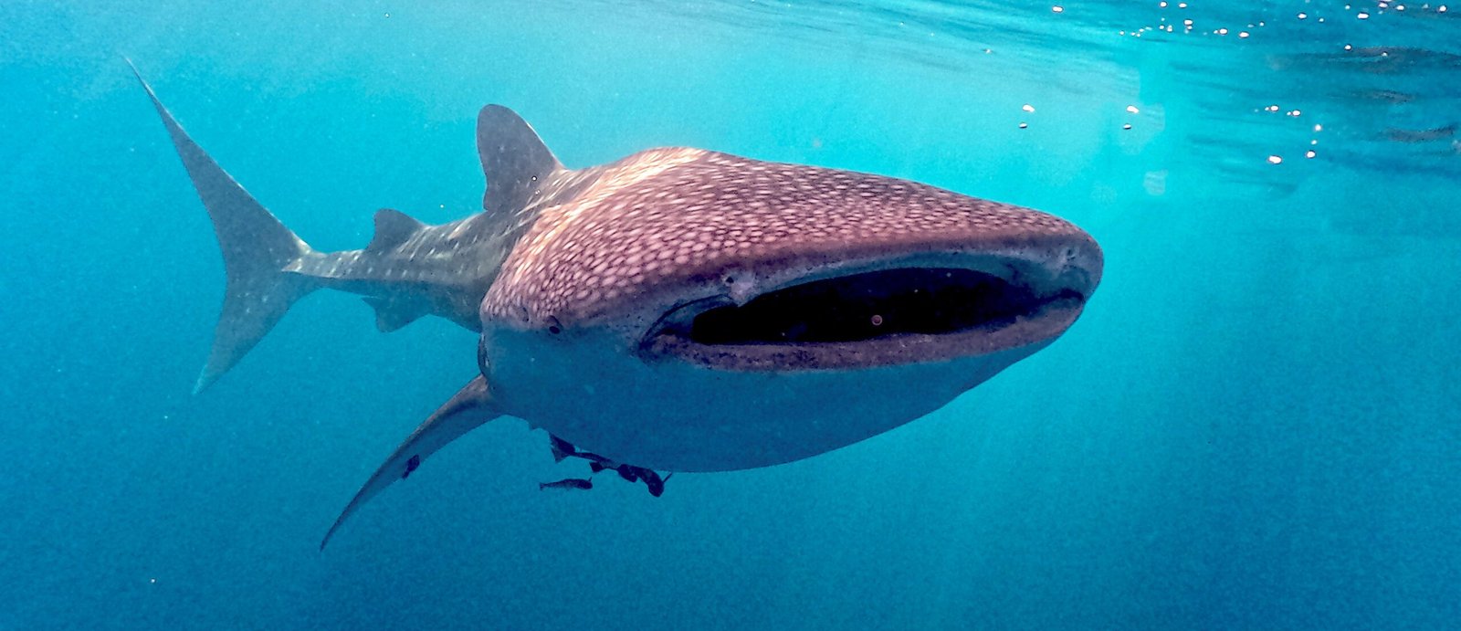 Whale Sharks Sumbawa: A Marine Life Experience