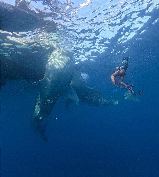 Sumbawa Whale Shark & Moyo Island Tour 3 Days 2 Night