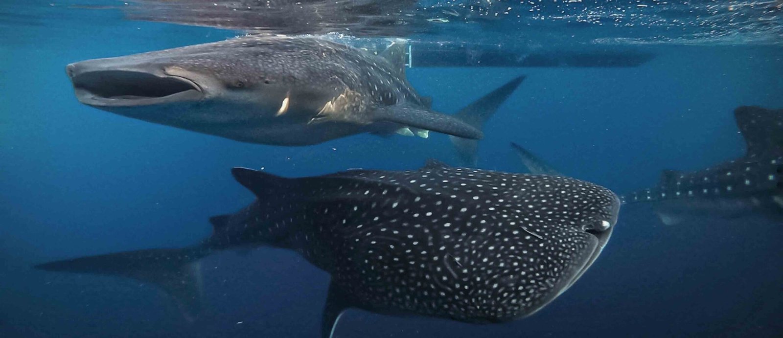 Sumbawa Whale Shark Tour I Tour 3 Days 2 N Night