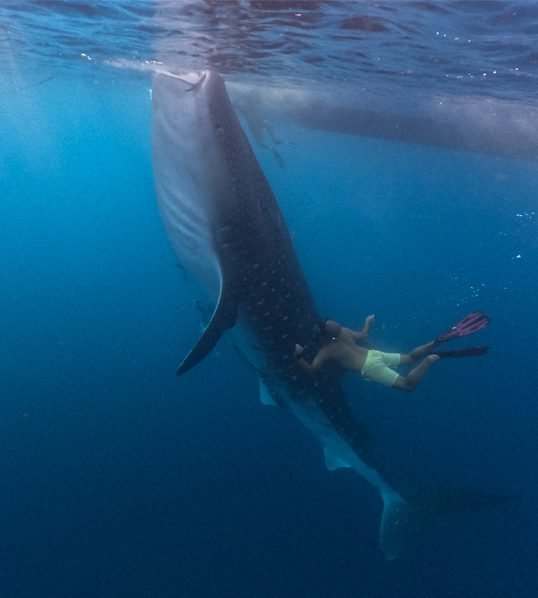 Whale Sharks Tour Packages for Your Next Adventure