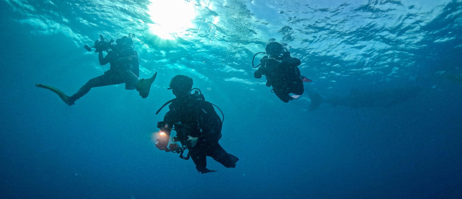Sumbawa Whale Shark Tour I Tour 3 Days 2 N Night