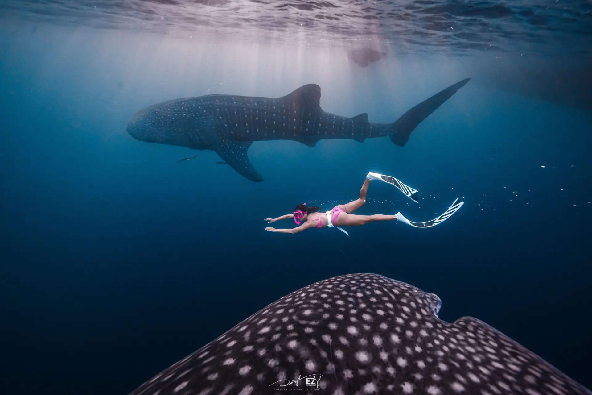 Sumbawa Whale Shark Tour I Tour 3 Days 2 Night